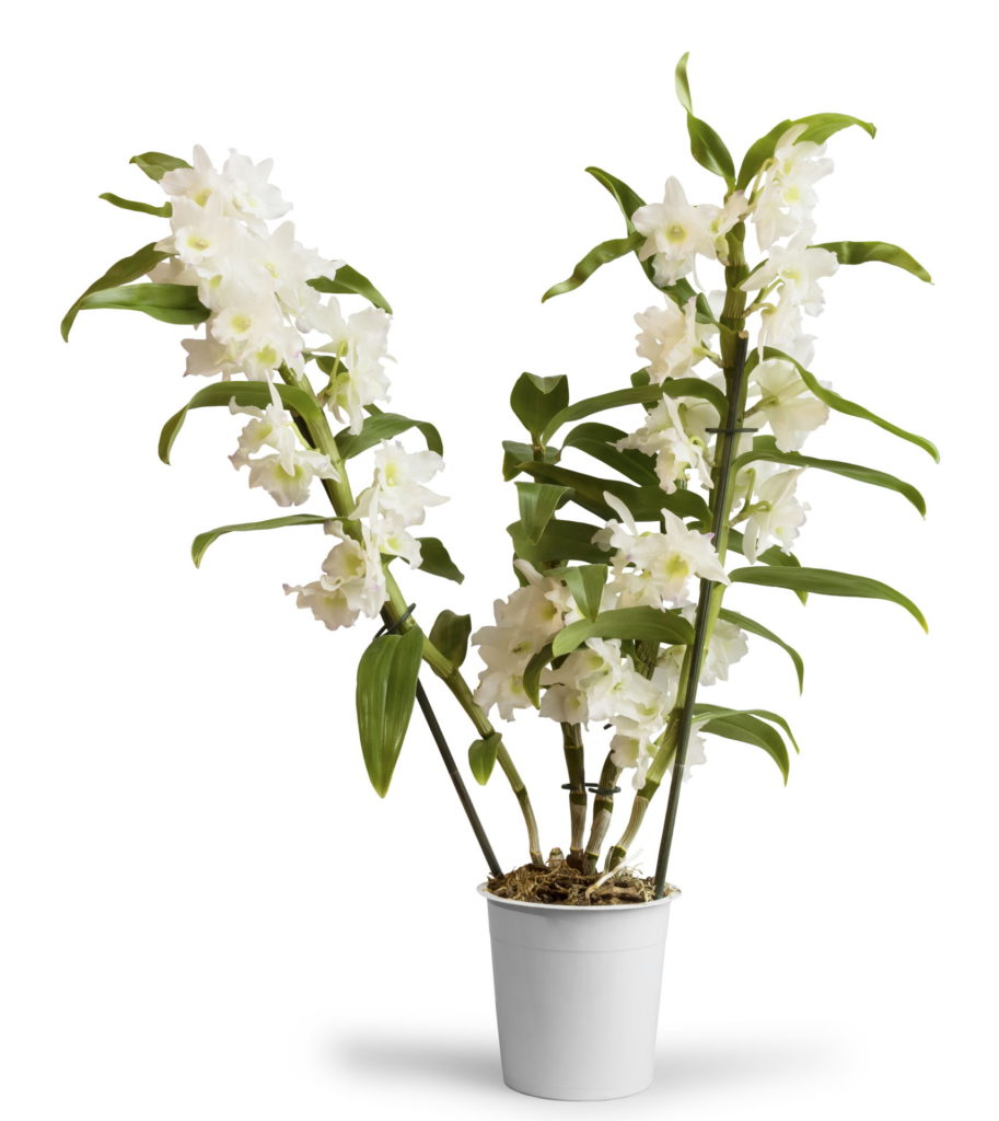 Dendrobium Orchideen pflegen › Orchideenfieber.de